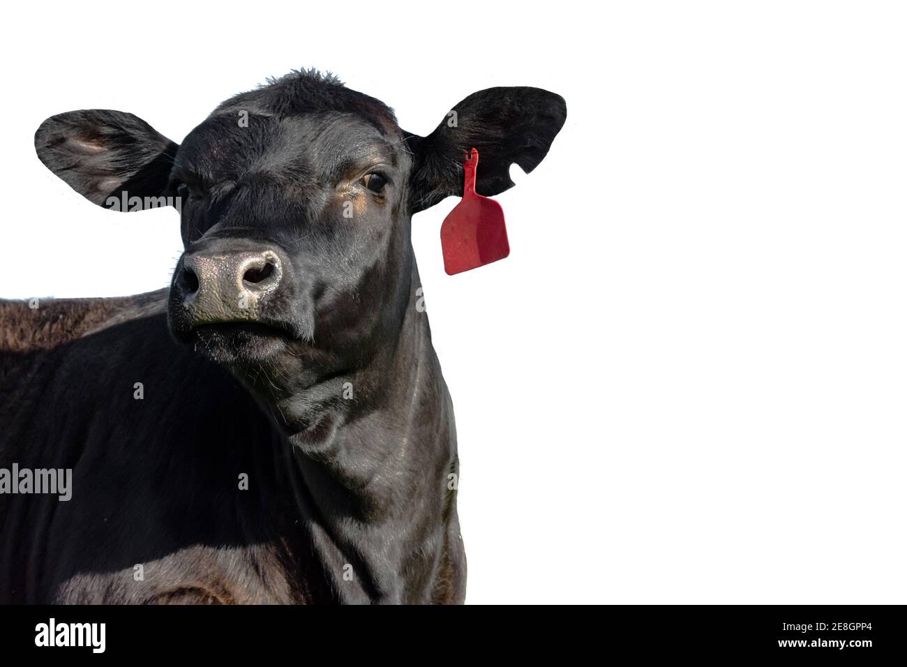 Isolated black Angus heifer head, neck and shoulders Stock Photo - Alamy