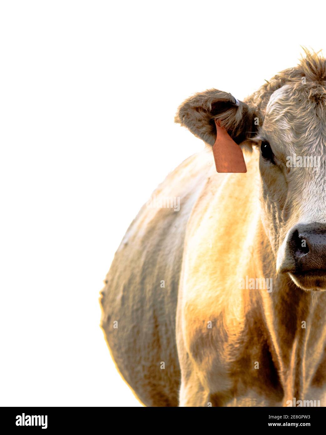 Right half of a white beef cow looking at the camera - isolated Stock ...