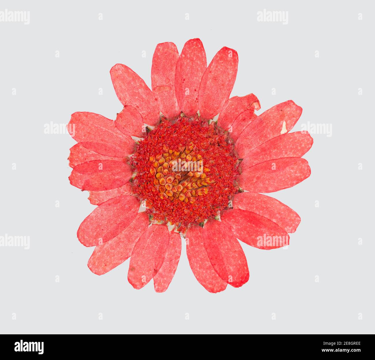 Dried red flower head on neutral light grey background Stock Photo - Alamy