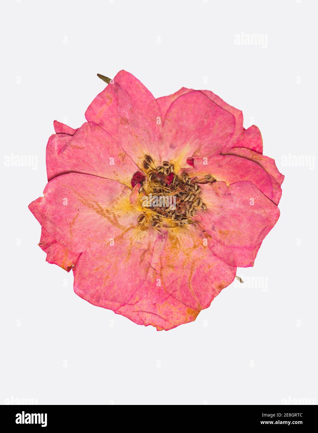 Dried red rose flower head on light neutral grey background Stock Photo ...