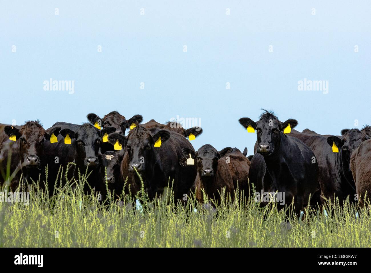 Line of black Angus cattle looking at the camera with blank blue sky ...