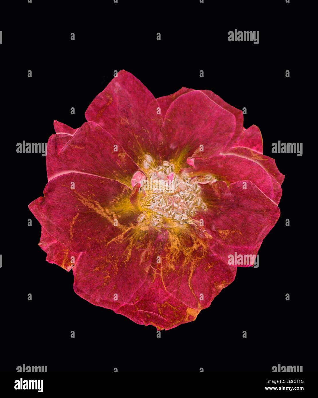 Dried red rose flower head on black background Stock Photo - Alamy