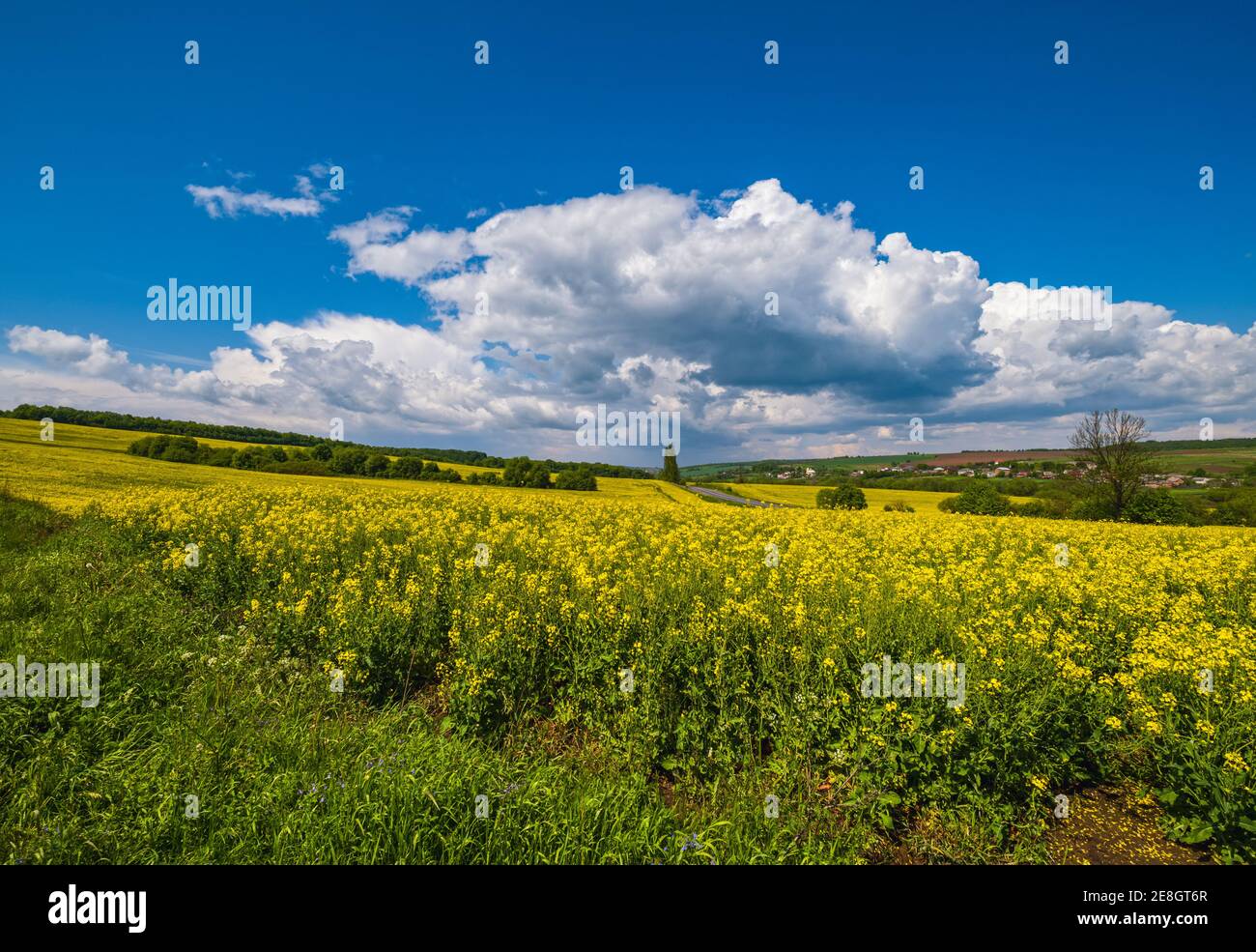Road through spring rapeseed yellow blooming fields view, blue sky with ...