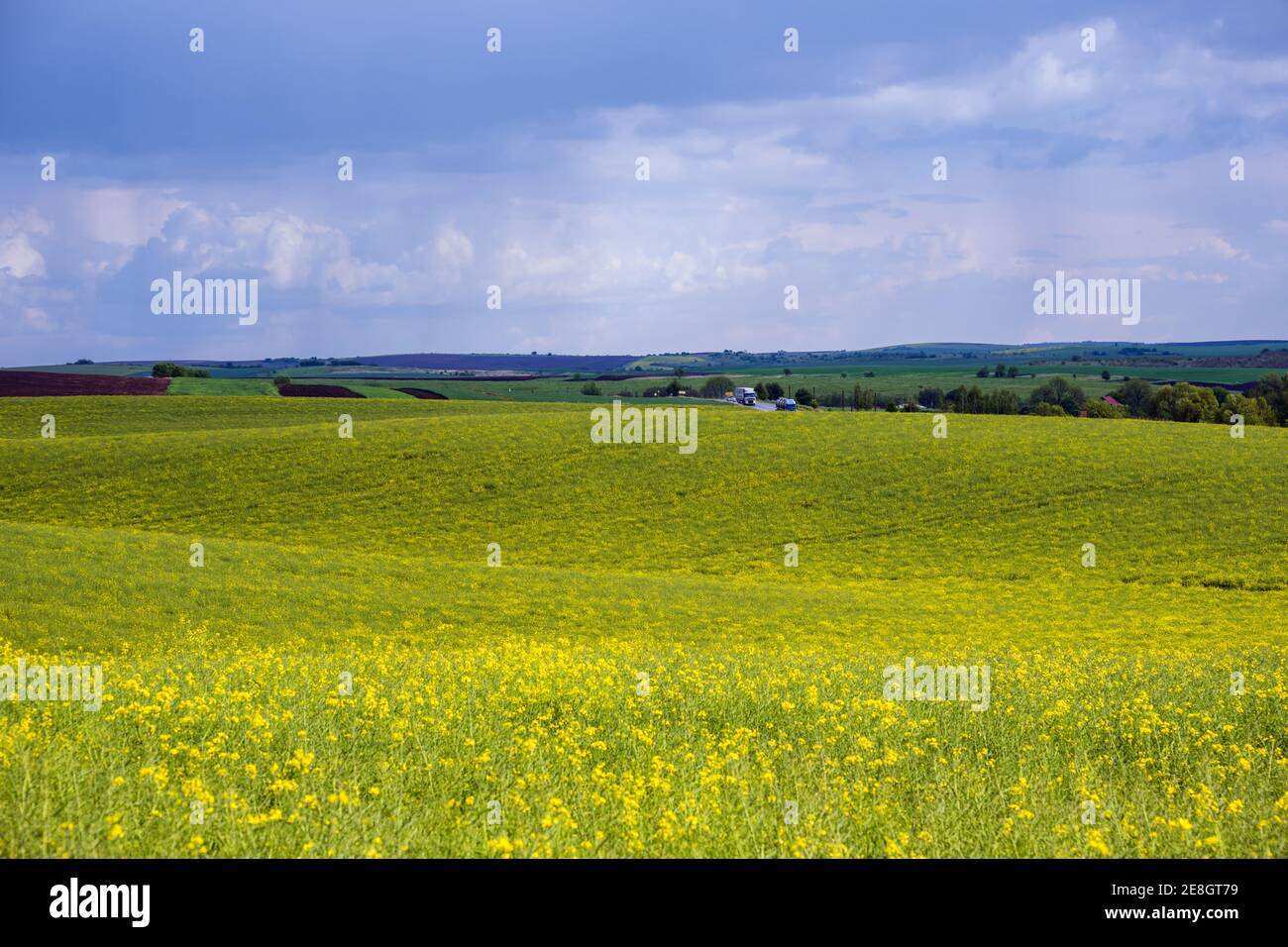 Spring evening view with rapeseed yellow blooming fields in sunlight ...