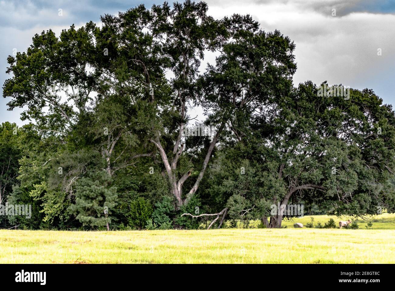 Tall Live Oaks standing in a southern pasture Stock Photo - Alamy