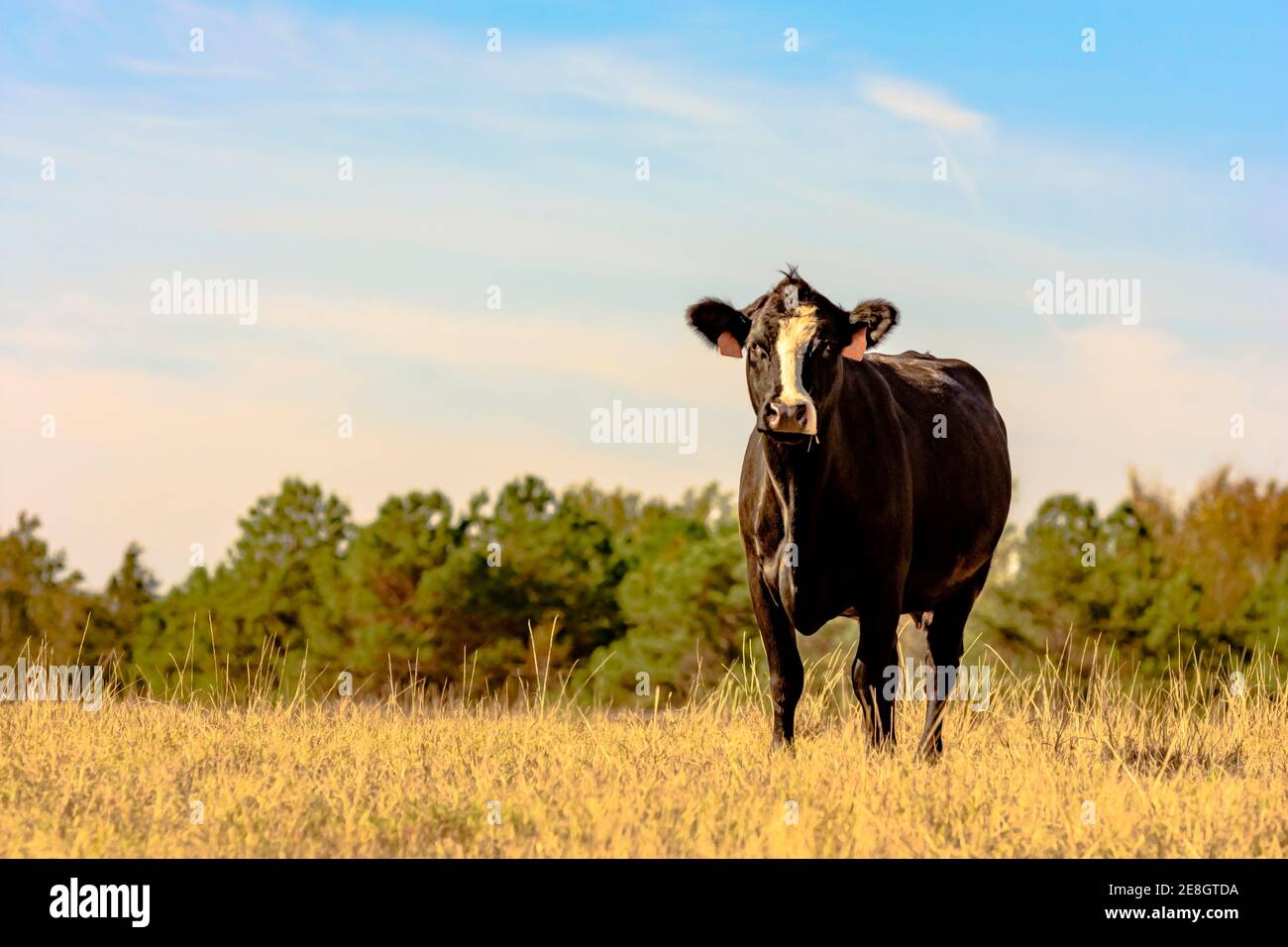 Lone Angus crossbred cow standing in a pasture of brown, dormant grass ...