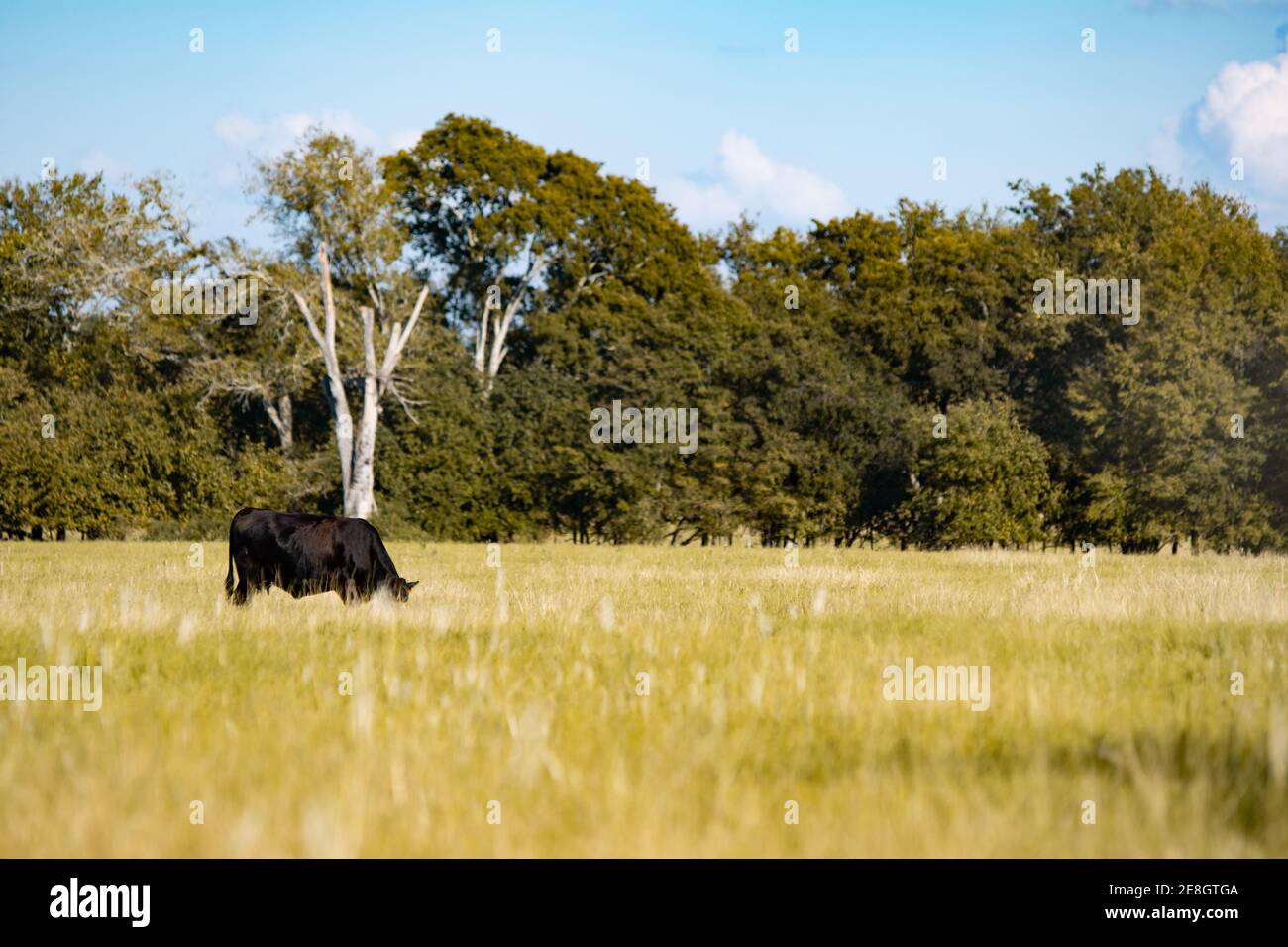 Agricultural background of a lone Angus cow grazing in tall grass in an ...