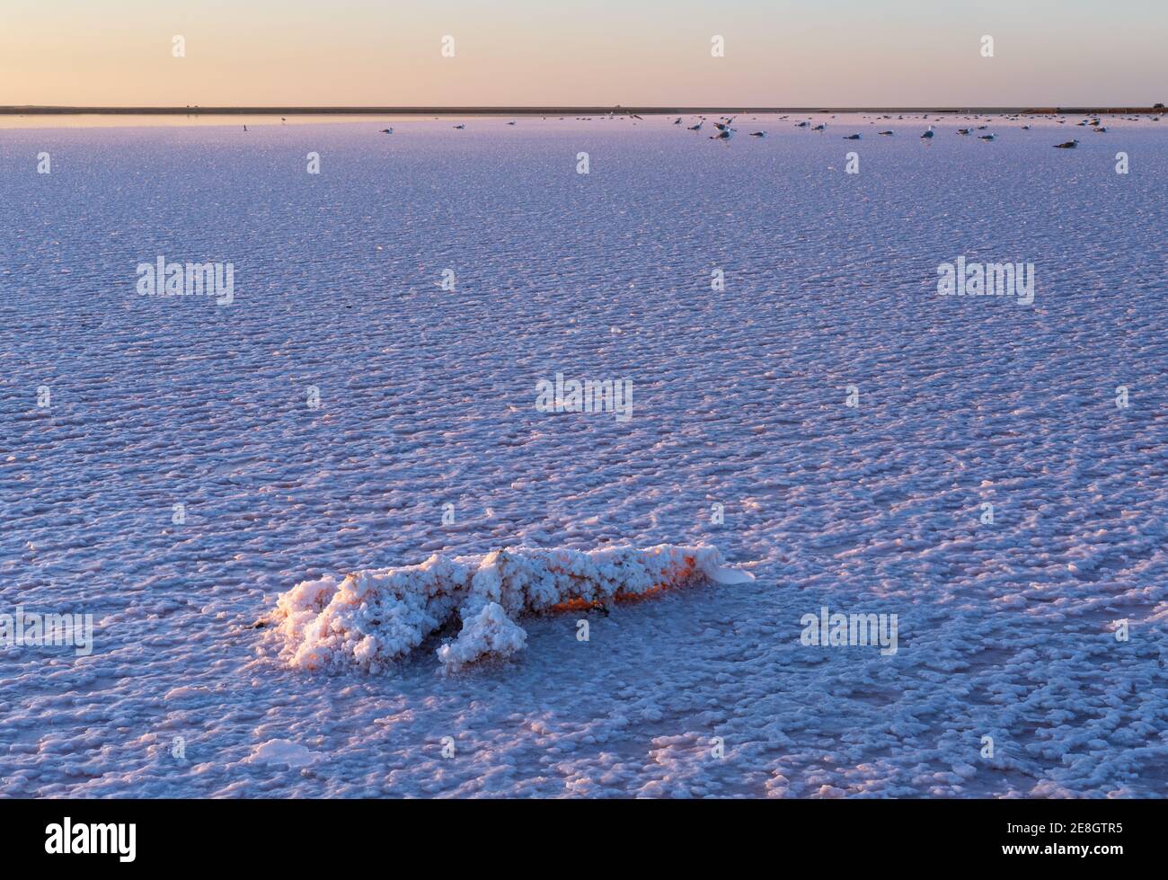 Sunset on the Genichesk pink extremely salty lake (colored by ...