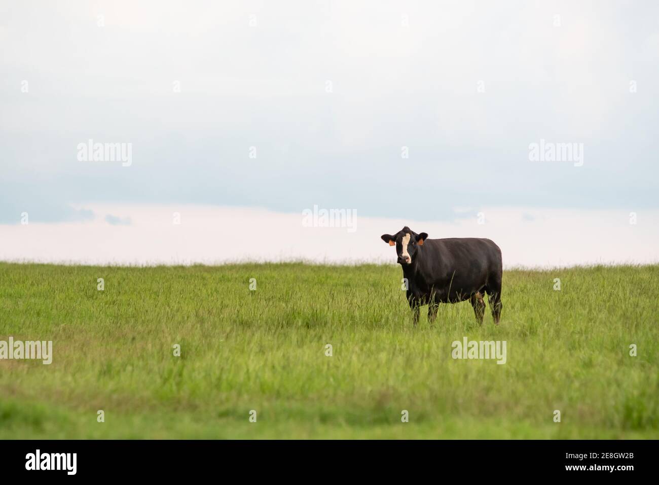 Lone single pasture hi-res stock photography and images - Alamy