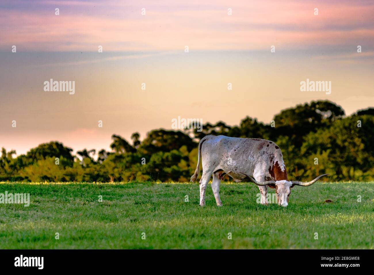 Longhorn in field of grass hi-res stock photography and images - Alamy