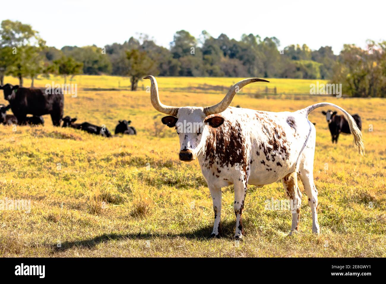 Texas longhorn in field in hi-res stock photography and images - Alamy