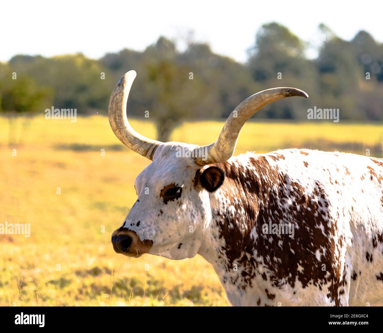 Longhorn steer standing in profile in a horizontal format Stock Photo ...