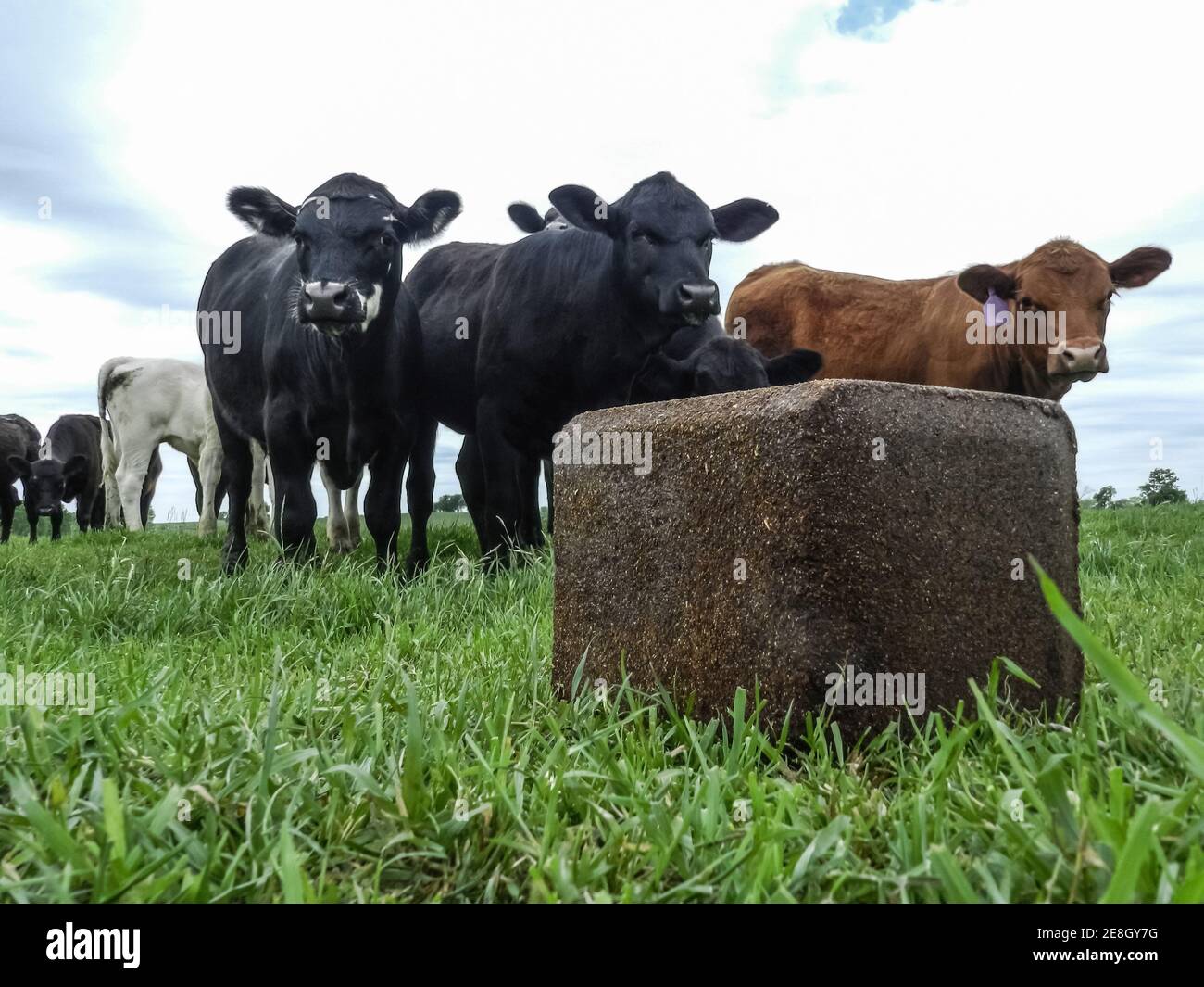 Young beef cattle hi-res stock photography and images - Alamy