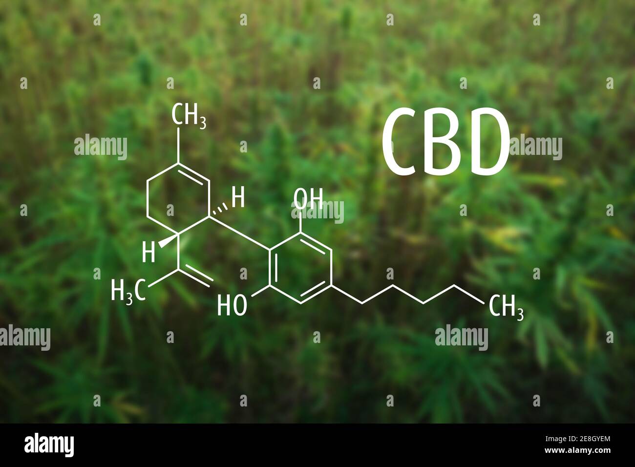 Cannabis plants with the CBD chemical formula. Cannabidiol molecule ...