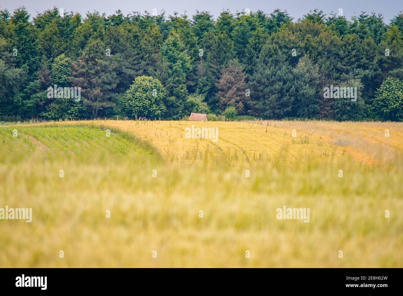A small rural hut in a wheat field surrounded by beautiful nature ...