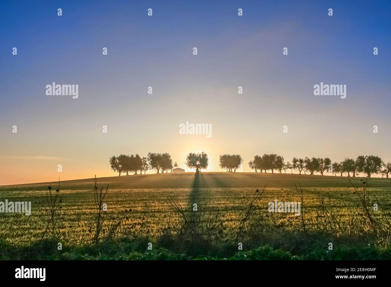 RURAL LANDSCAPE. Between Apulia and Basilicata: hill with backlit olive ...