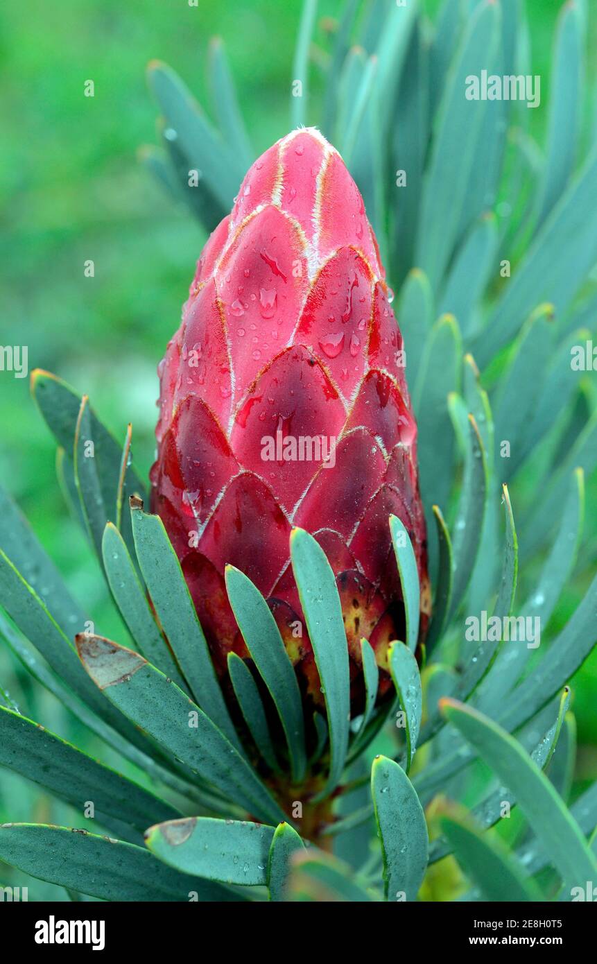 Protea venus hi-res stock photography and images - Alamy