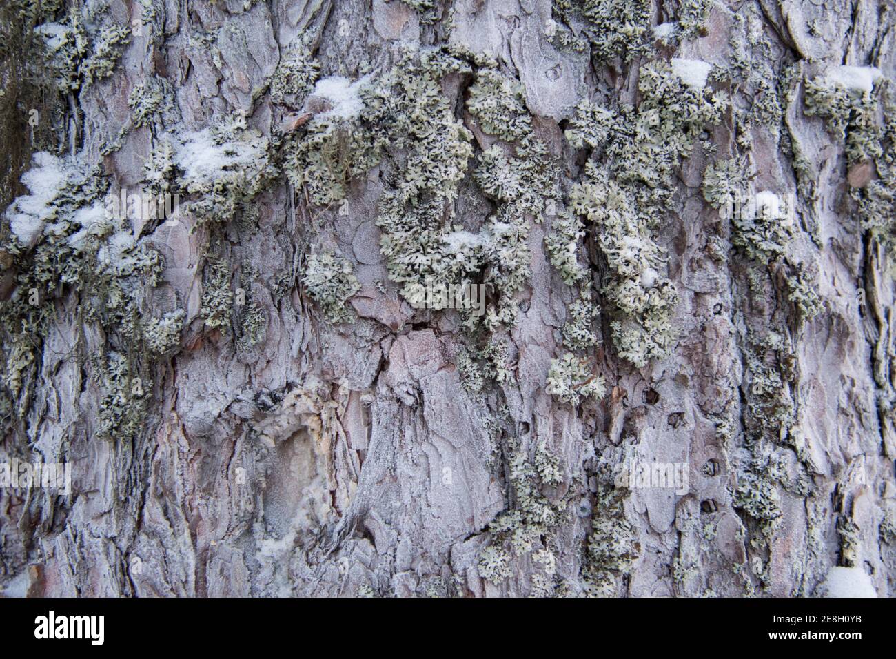 Frosted tree bark with snow Stock Photo - Alamy