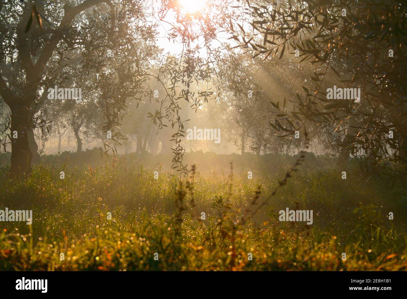 Olive trees in the morning mist hi-res stock photography and images - Alamy
