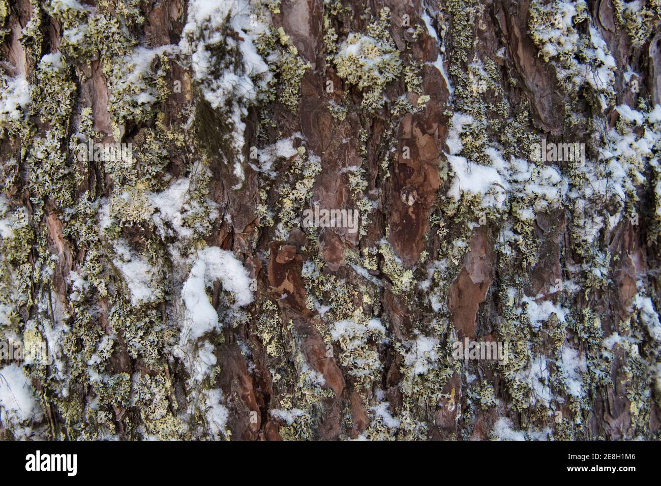 Frosted tree bark with snow Stock Photo - Alamy