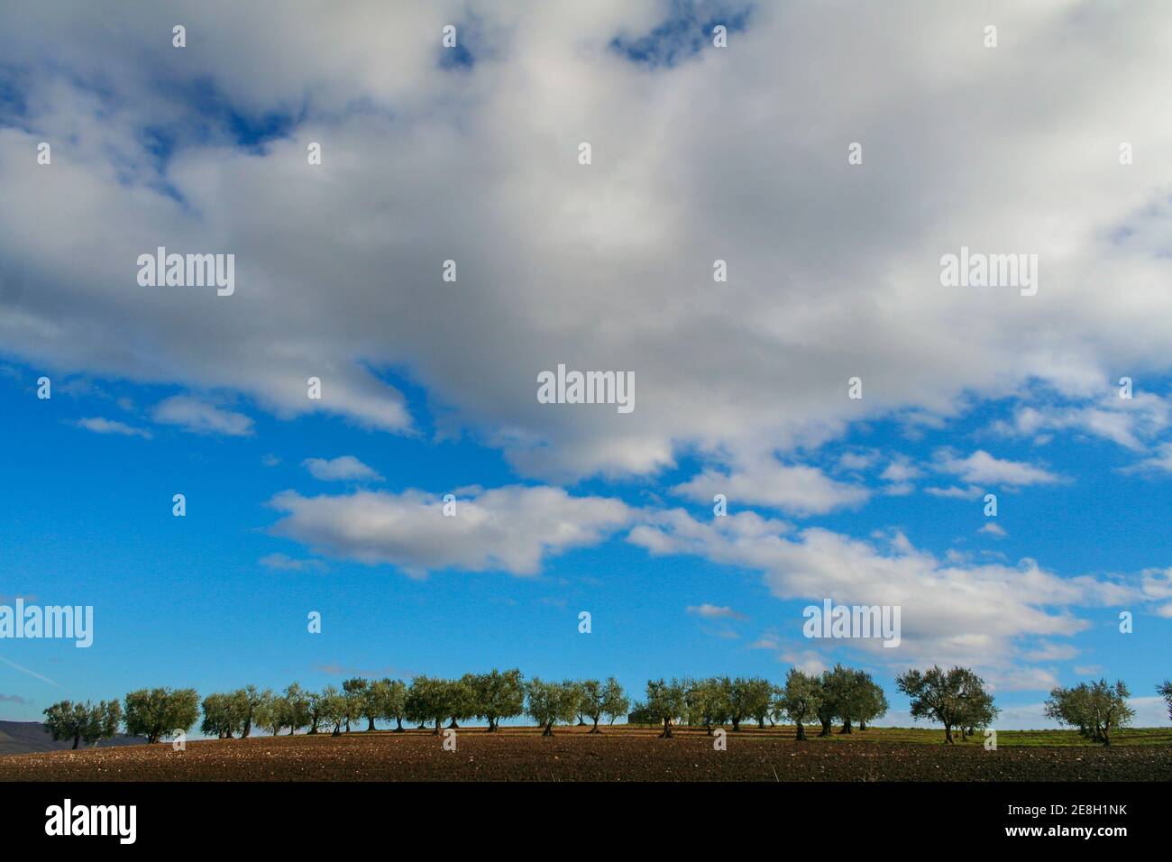 Field and olive trees hi-res stock photography and images - Alamy