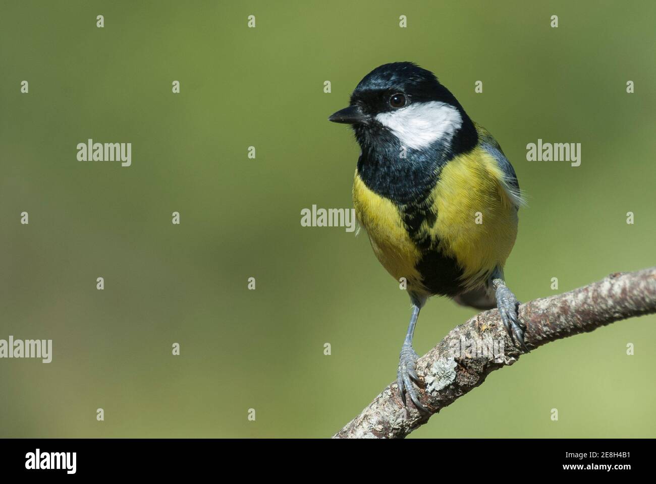 great tit, parus major. small yellow bird with black head perched on a ...