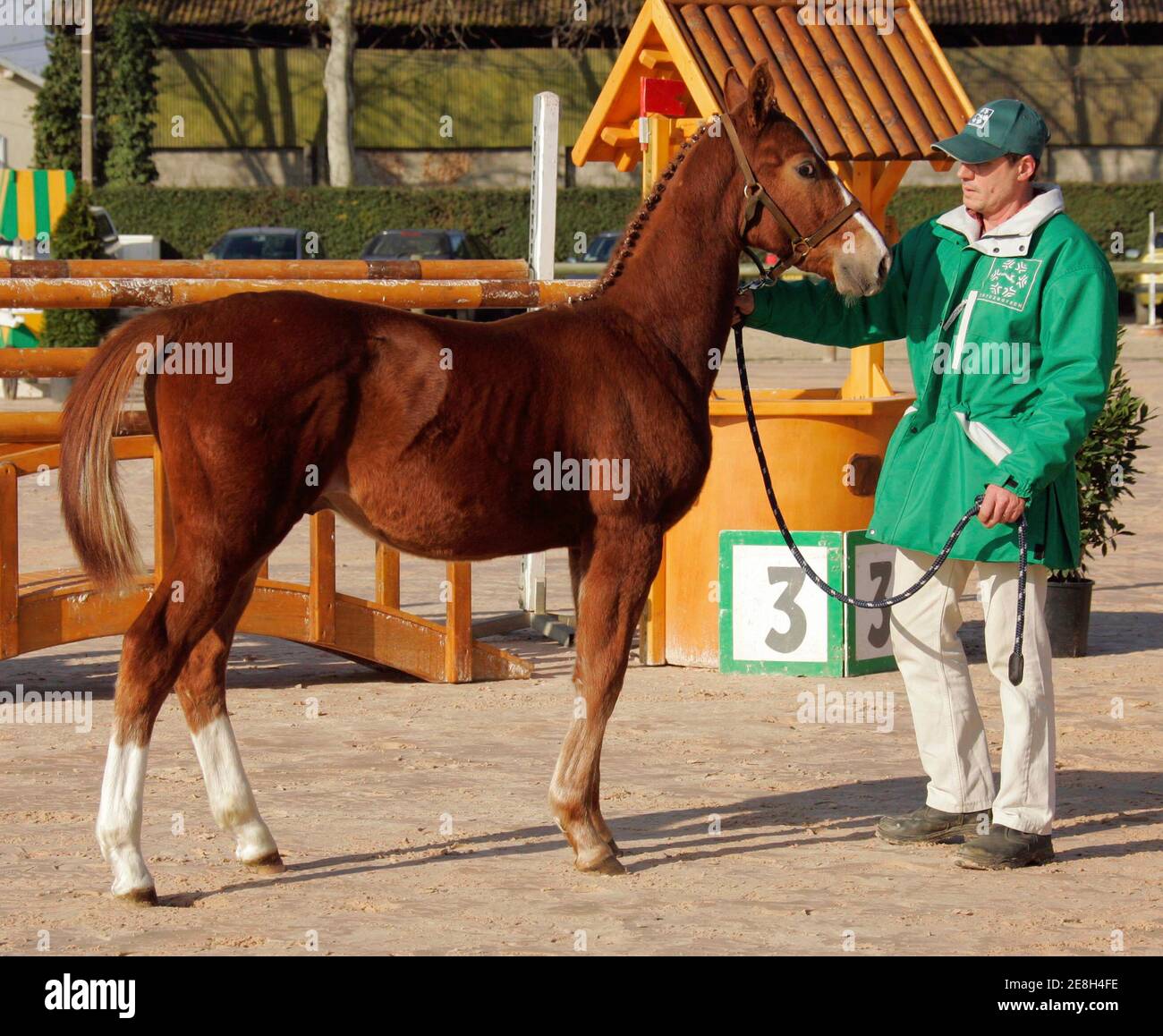 Castrated horse hi-res stock photography and images - Alamy