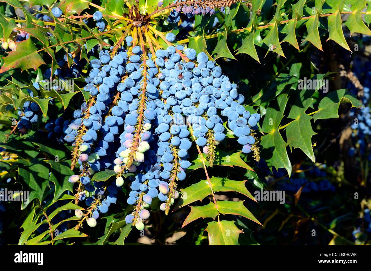 Mahonia japonica hi-res stock photography and images - Alamy