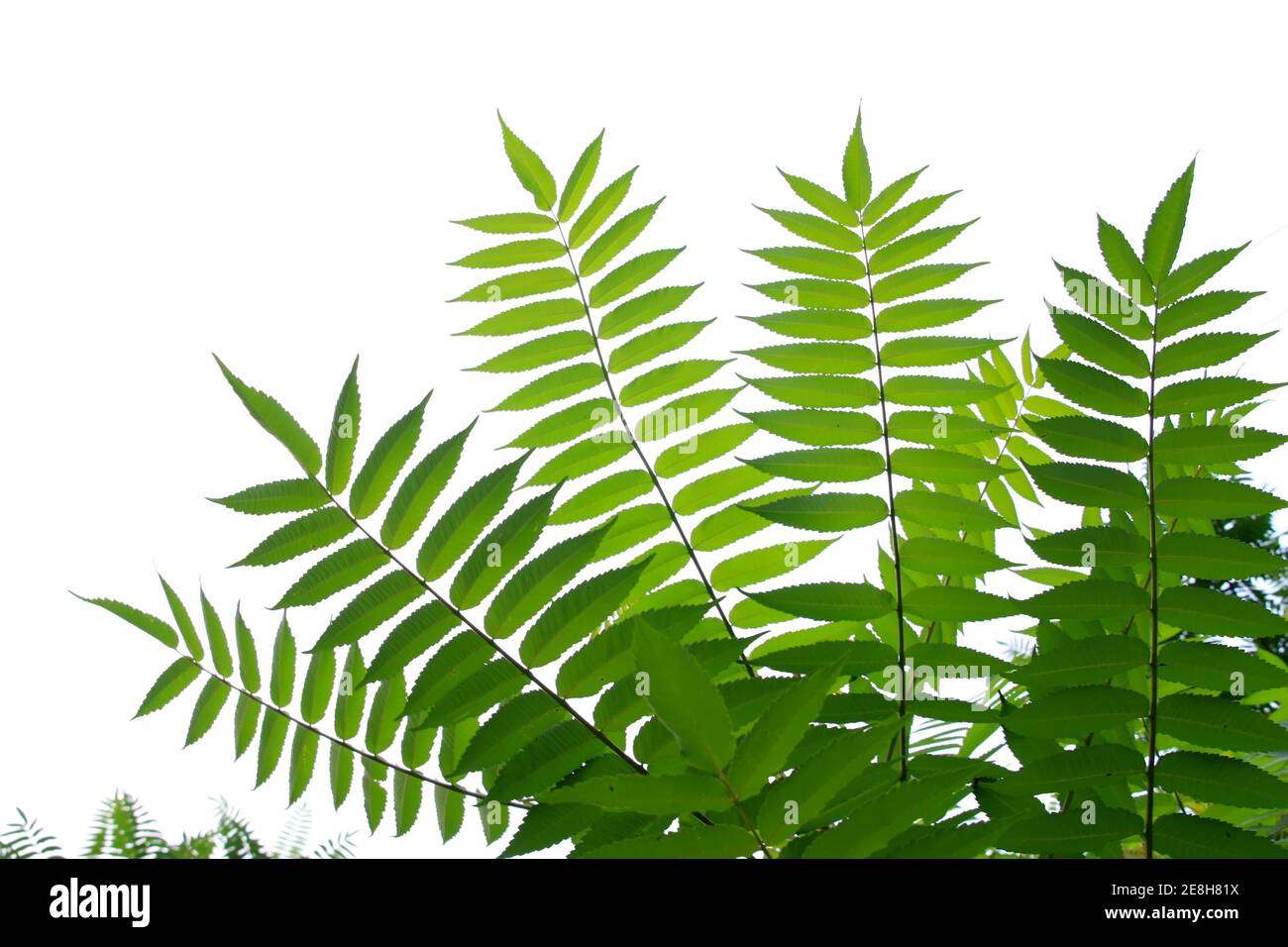 Rhus genus of deciduous shrubs hi-res stock photography and images - Alamy