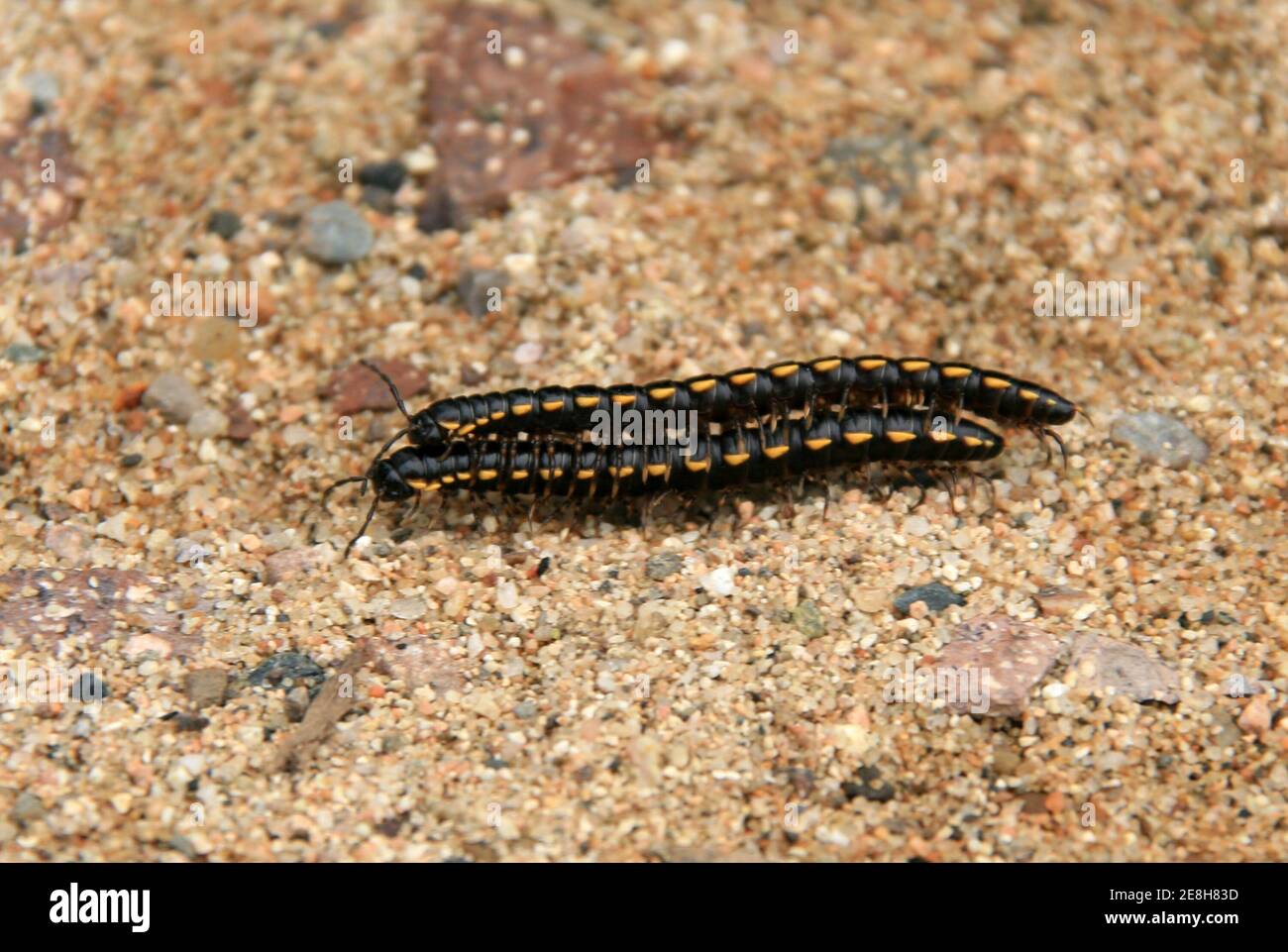 Multi legged insects hi-res stock photography and images - Alamy