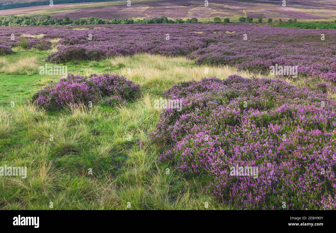 Moorland landscape with flowering heathers flanked by grasses and trees ...