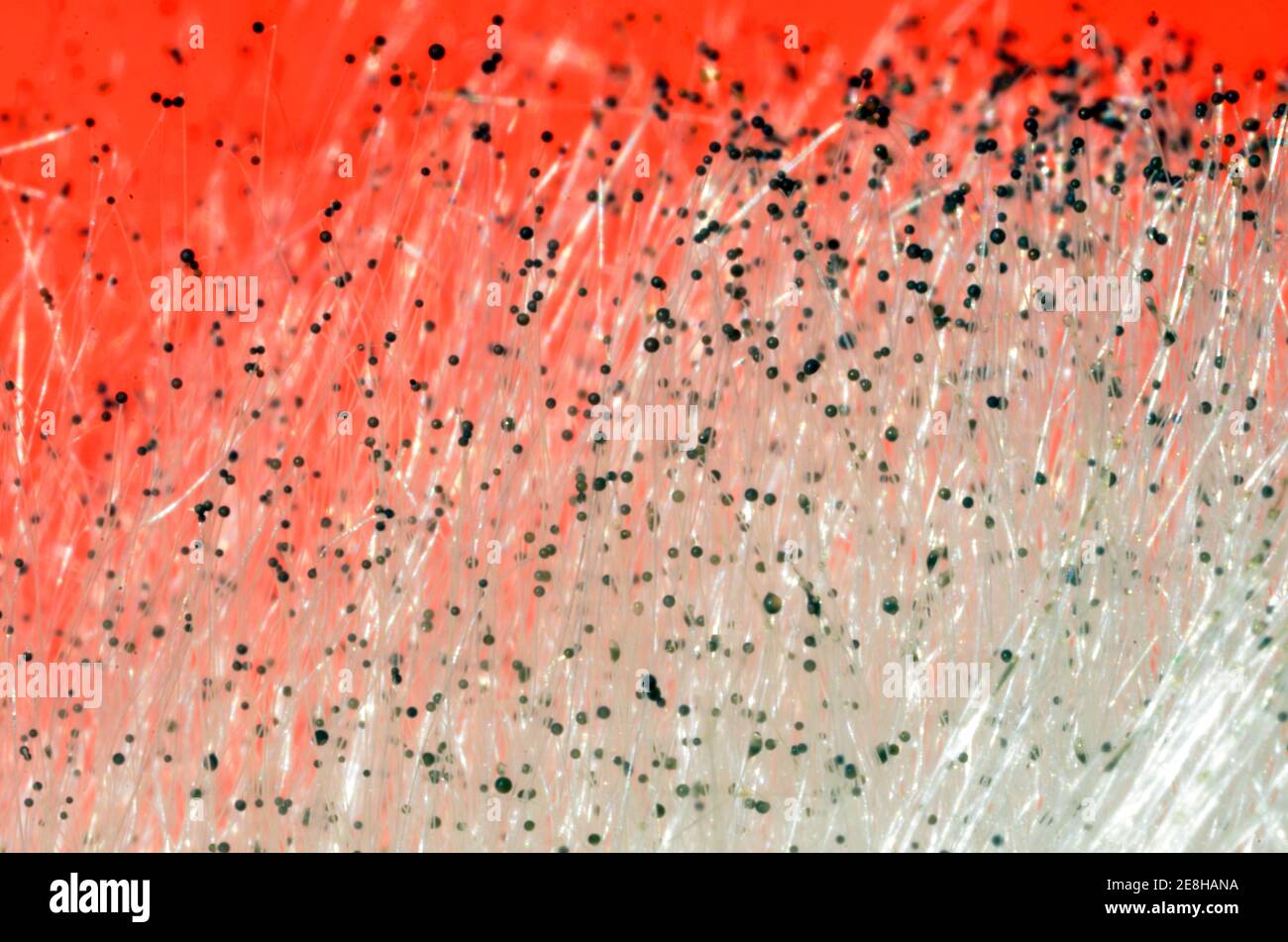 Rhizopus sp is a mold that grows on decaying food. In the image you can ...