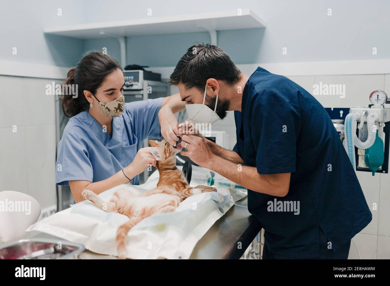 Crop anonymous male veterinarian with nurse in uniforms treating animal ...