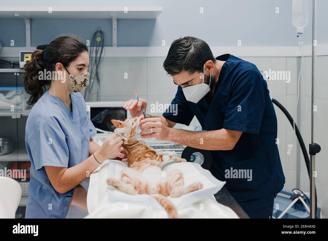 Crop anonymous male veterinarian with nurse in uniforms treating animal ...