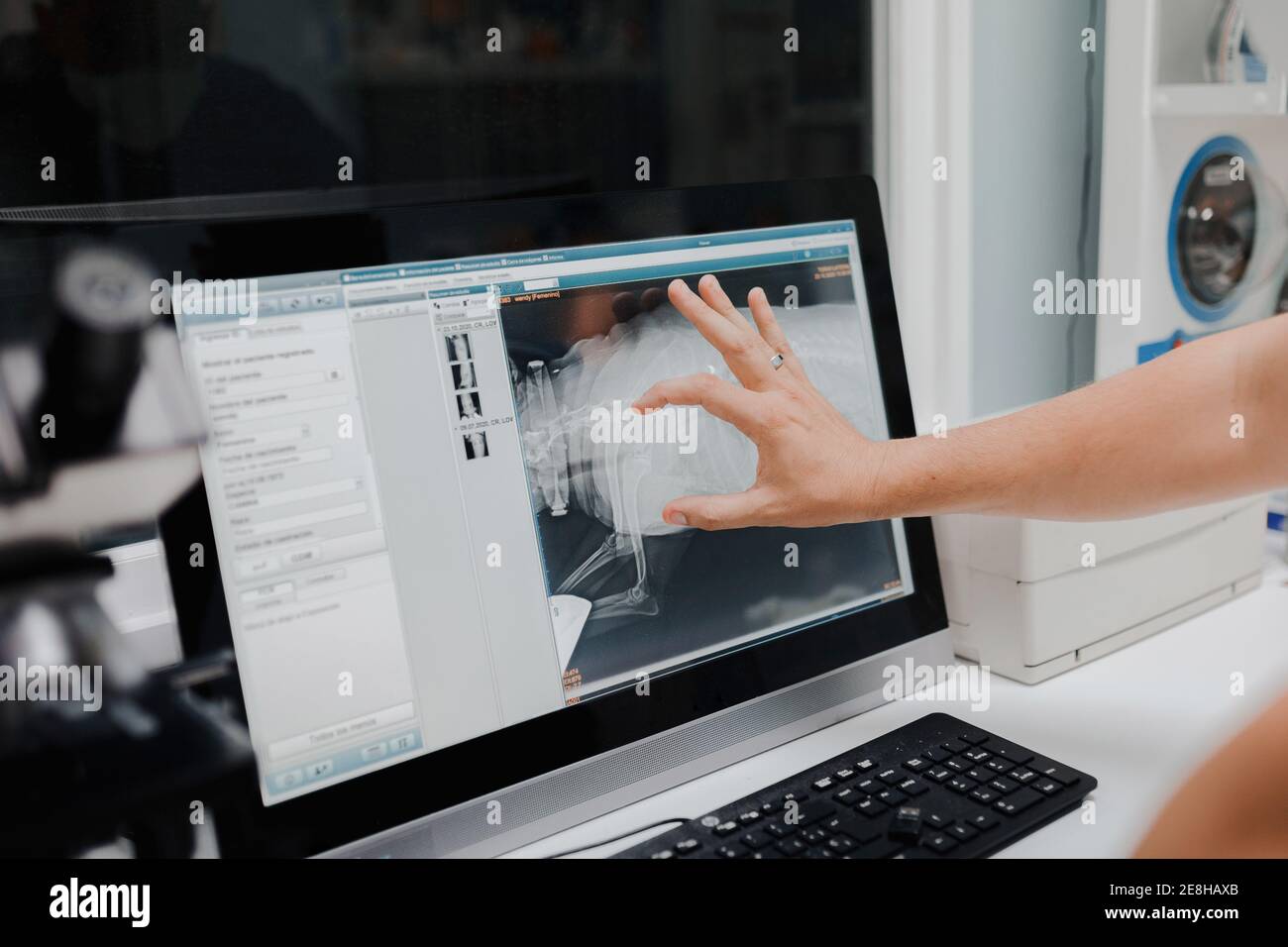 Crop anonymous veterinarian showing X ray image on computer screen ...