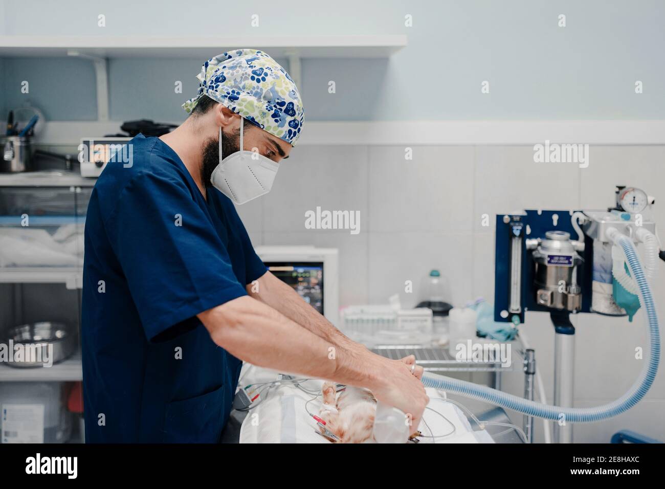Focused male veterinarian in uniform and respiratory mask using medical ...