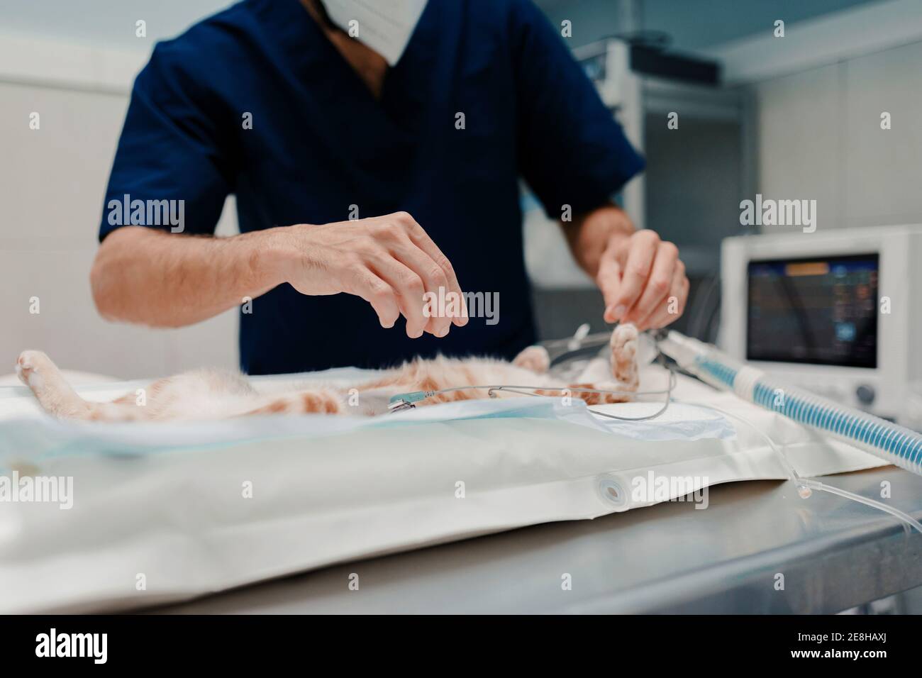 Focused male veterinarian in uniform and respiratory mask using medical ...
