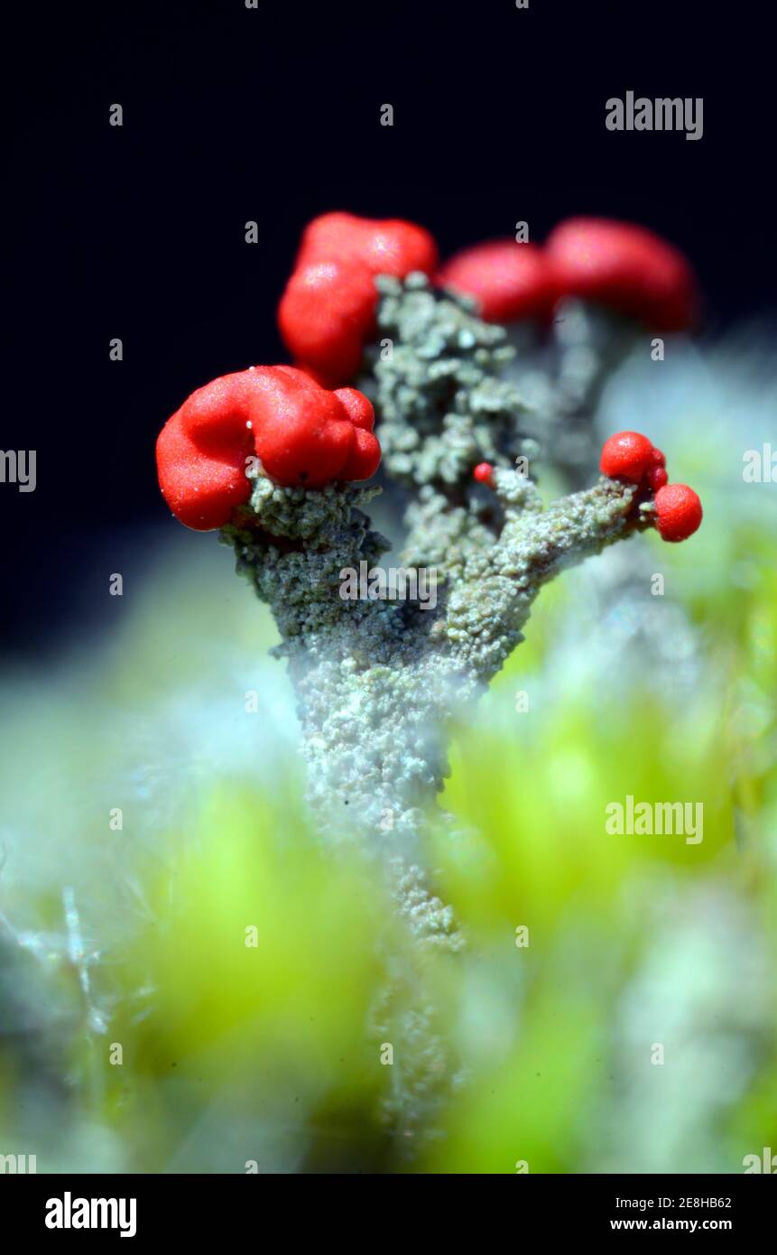 Cladonia sp, a lichen that grows on dead wood. In the image you can see ...