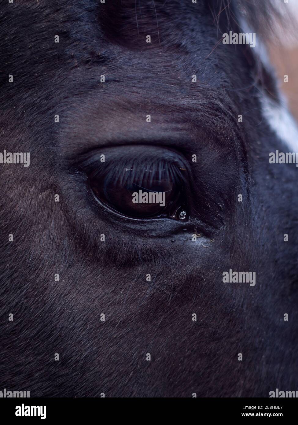 Eye with vertical pupil hi-res stock photography and images - Alamy