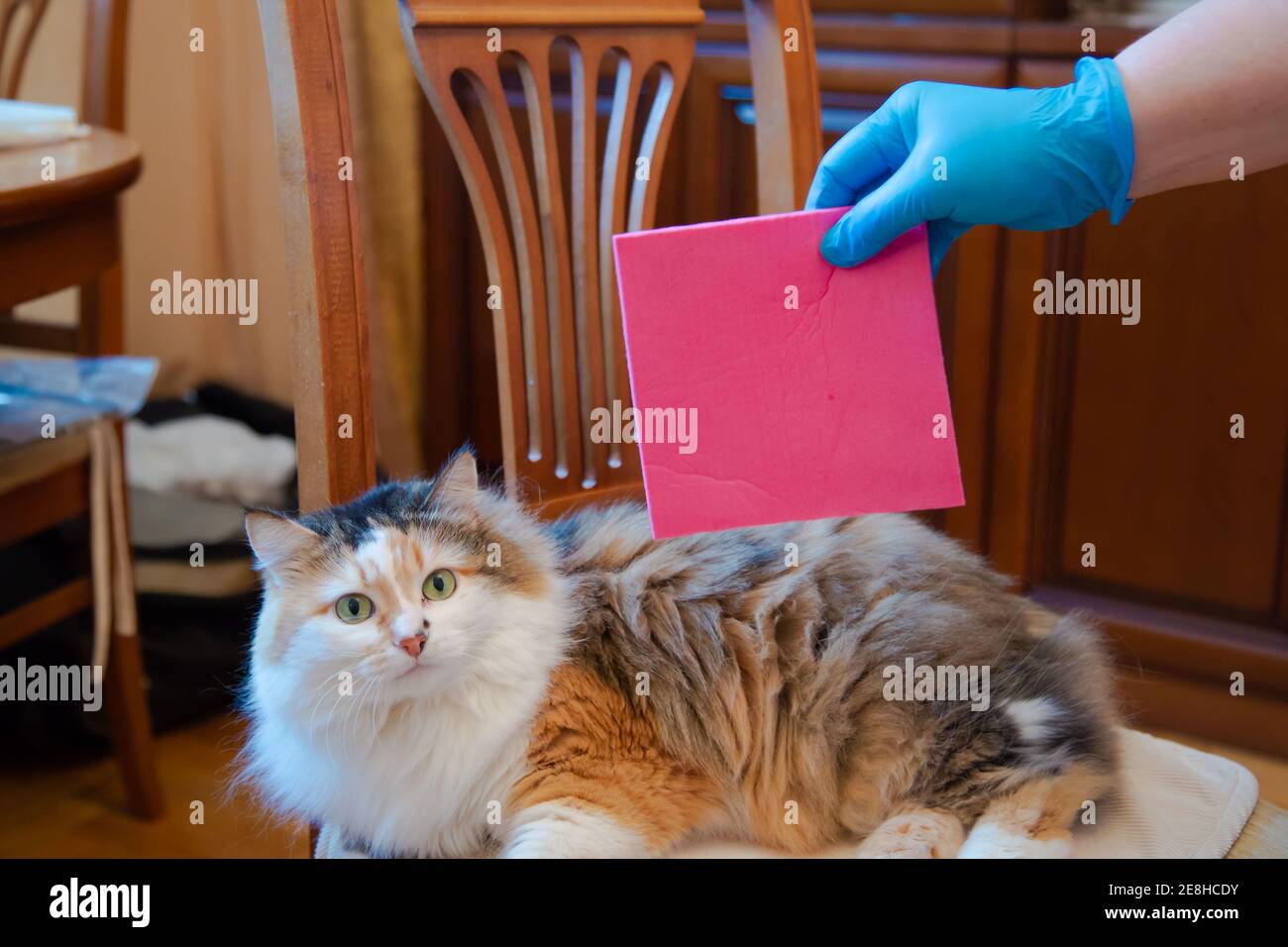 Cleaning a red rag in a glove and a cat 2021 Stock Photo - Alamy