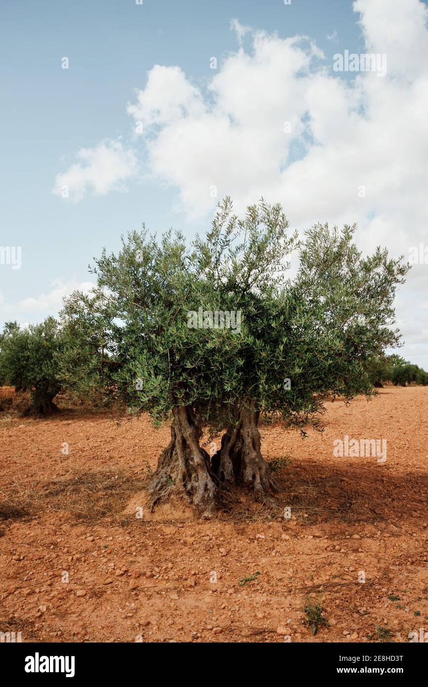 Lone olive tree hi-res stock photography and images - Alamy