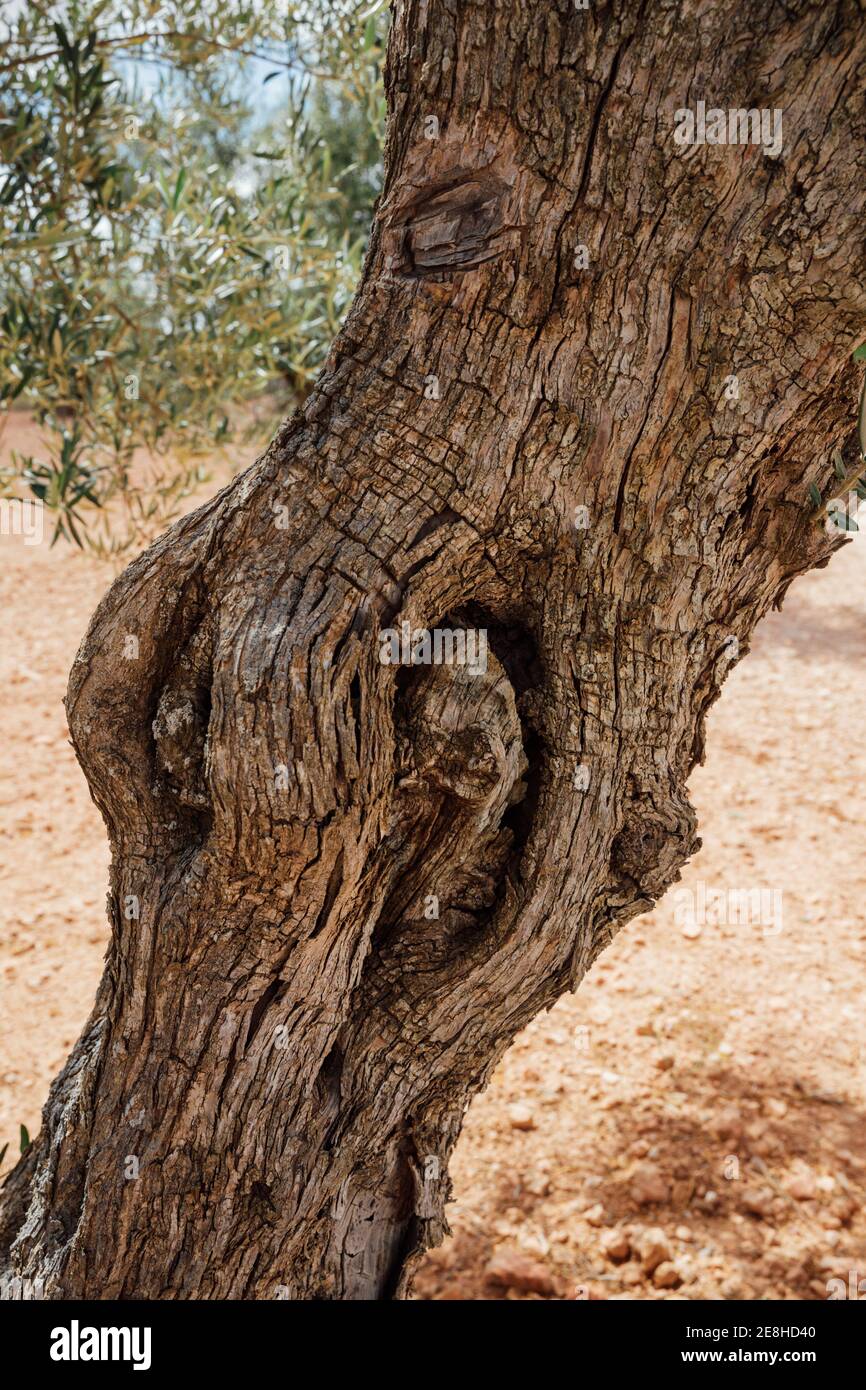Detail of part of olive tree trunk. Vertical photo Stock Photo - Alamy