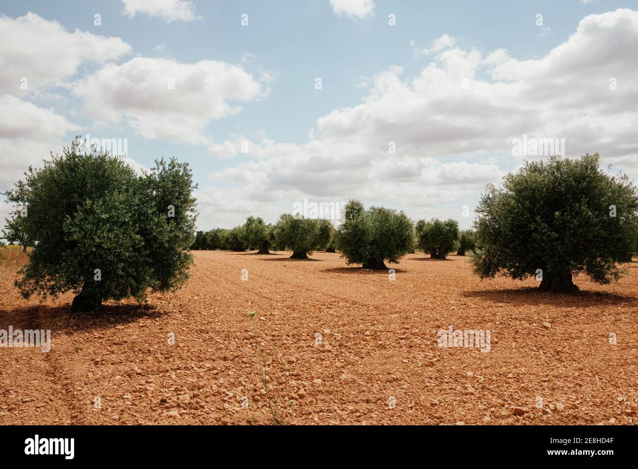 Olive tree field at noon on a hot day. Landscape photo Stock Photo - Alamy