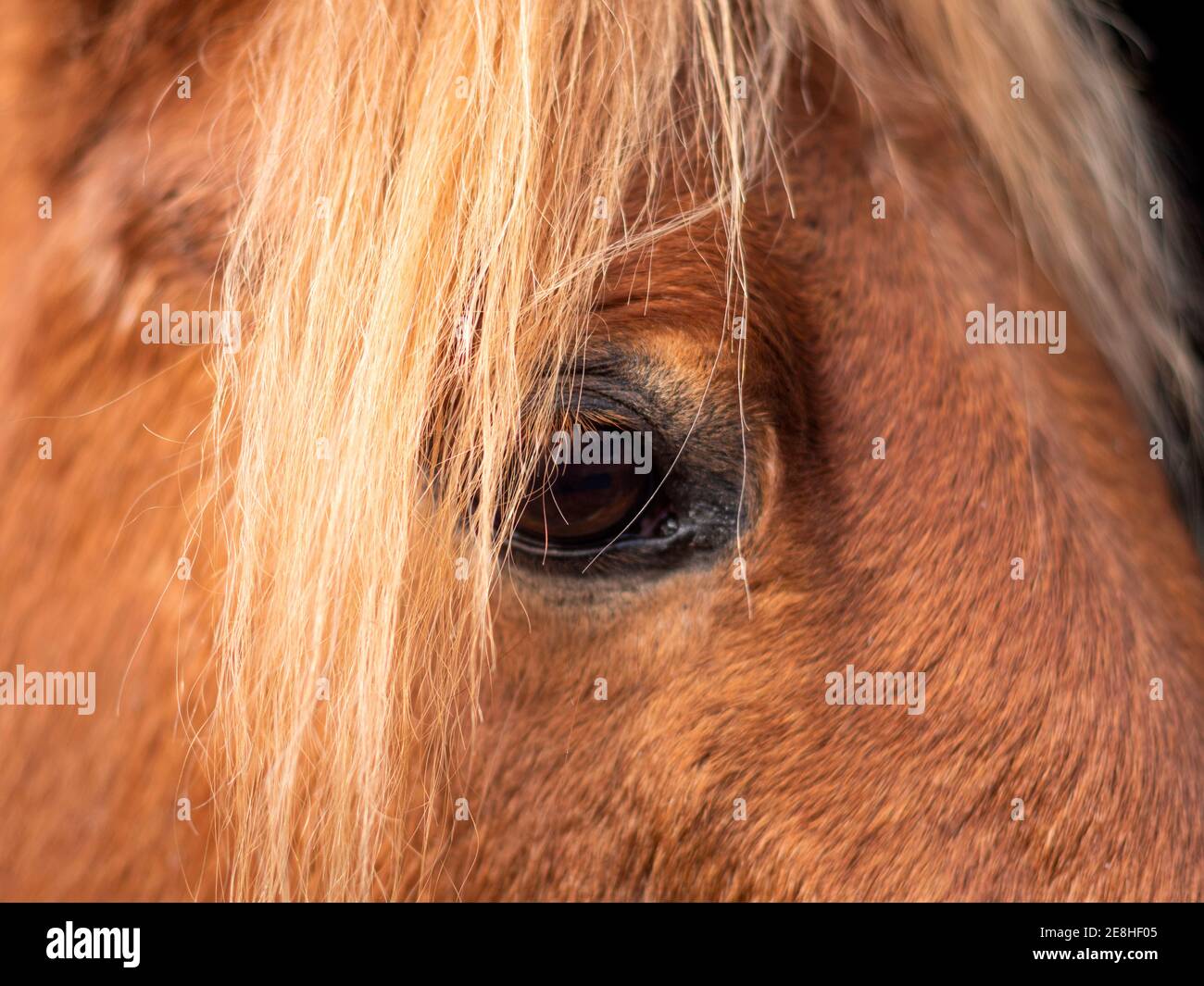 Piebald Face High Resolution Stock Photography and Images - Alamy