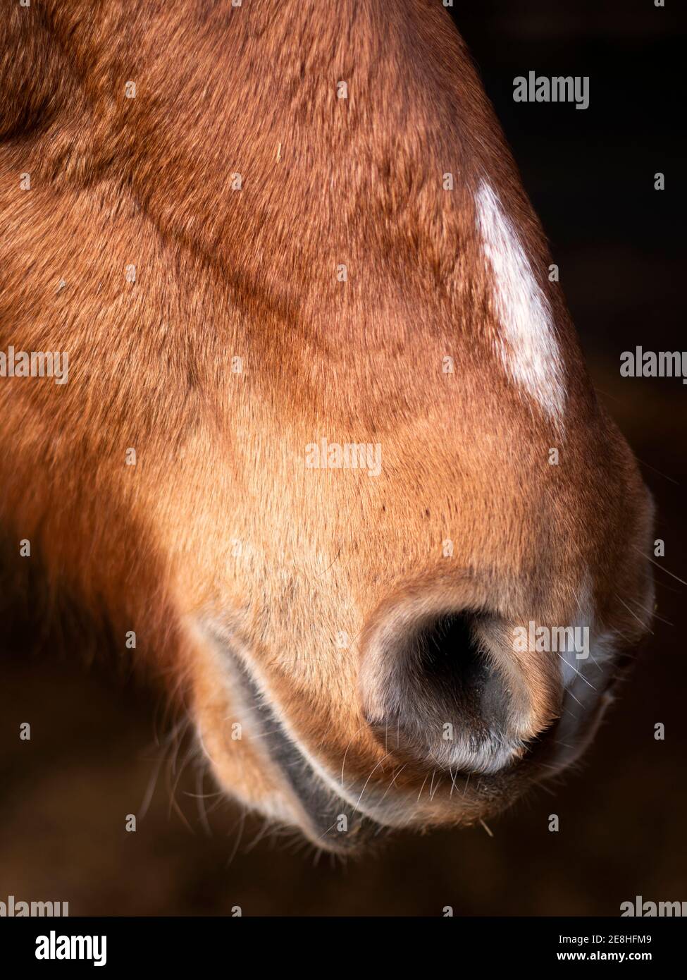 Pony nose hi-res stock photography and images - Alamy