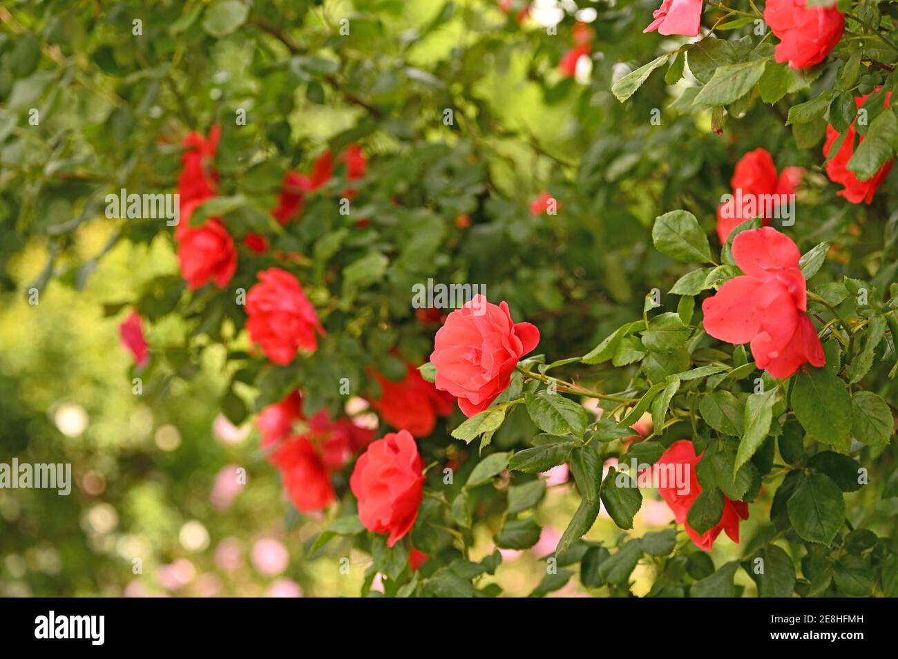 Volksgarten vienna rose roses hi-res stock photography and images - Alamy