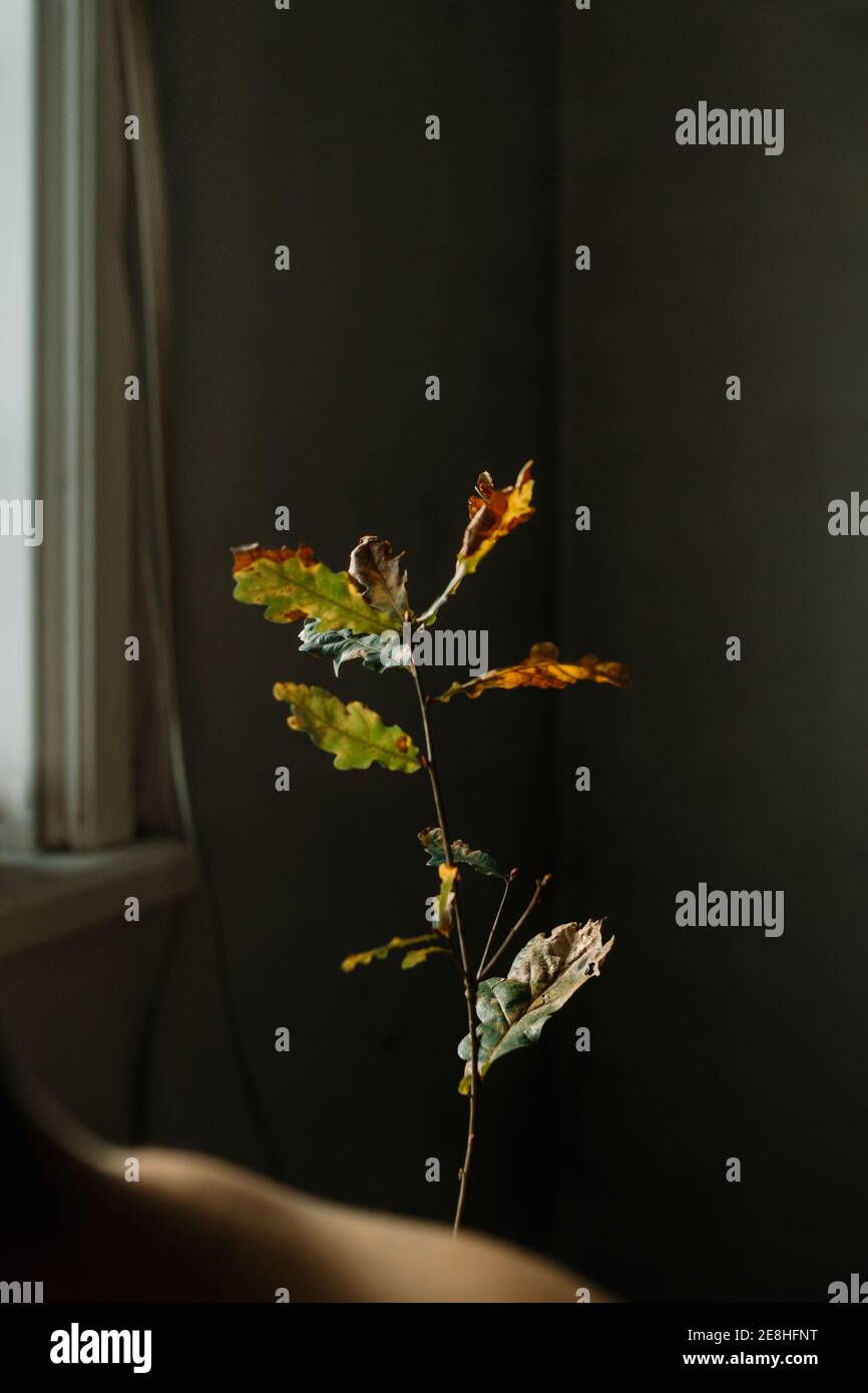 Thin branch of oak tree with yellow withering leaves in center of dark ...