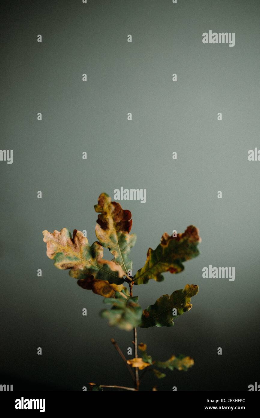 Thin branch of oak tree with yellow withering leaves in center of dark ...