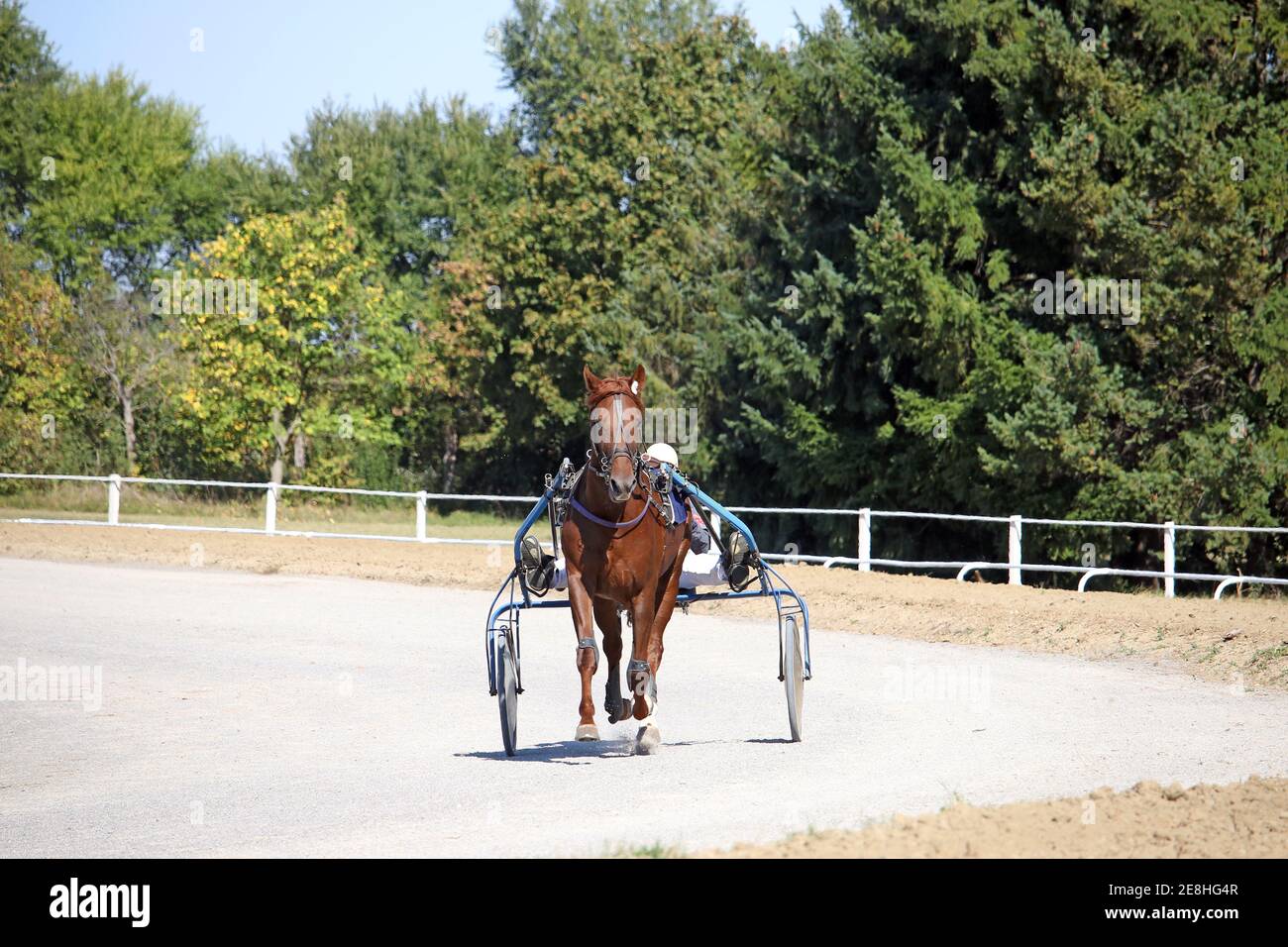 harness racing horse trotter breed in motion hippodrome Stock Photo - Alamy