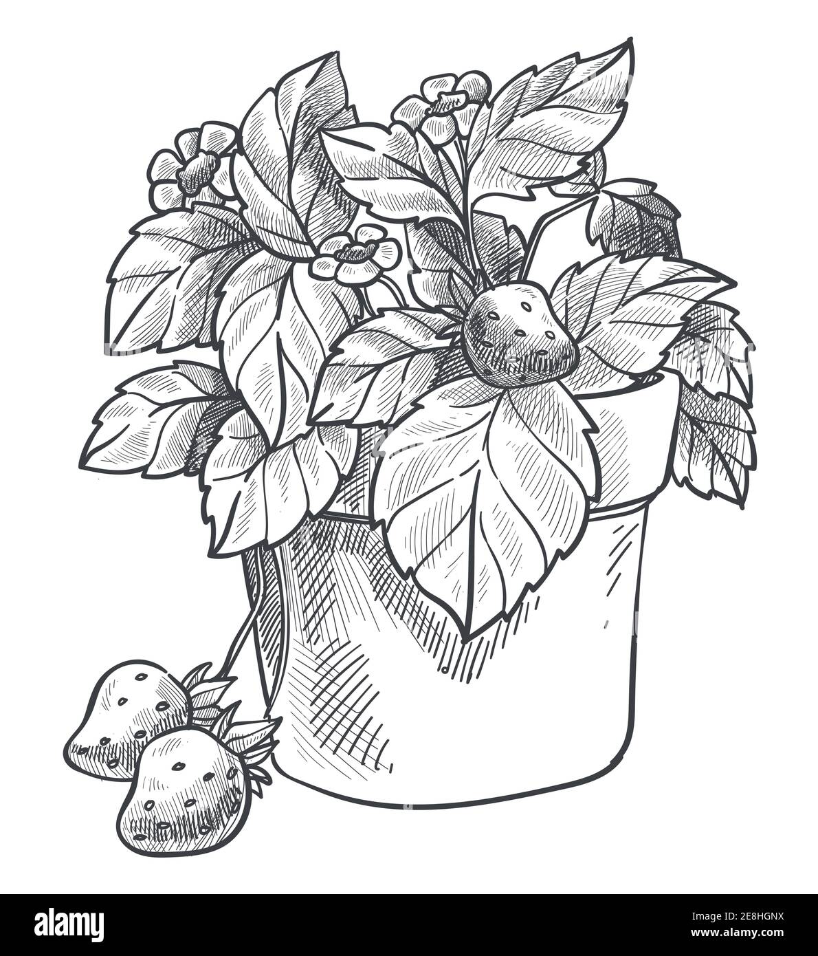 Strawberries growing garden Cut Out Stock Images & Pictures - Alamy